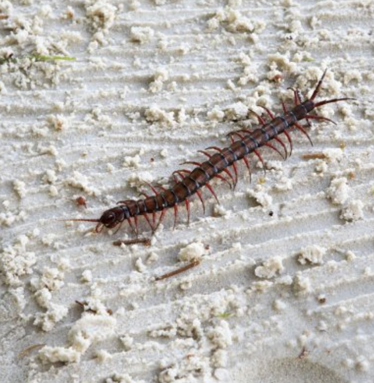 Centipedes in your home